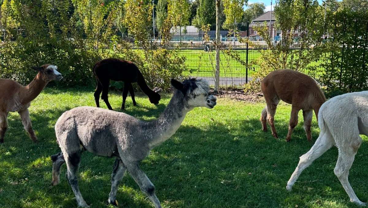 Neue Zeiten für das Alpaka-Weide-Watching » KALISTO Tierpark